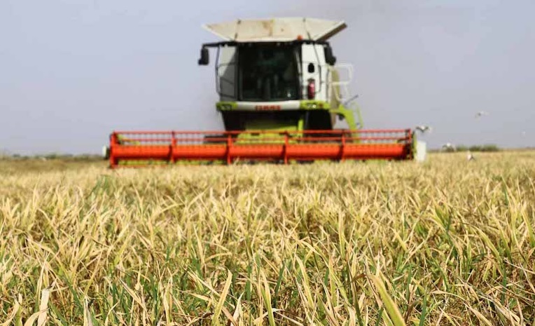 Un projet de 47 milliards FCFA pour booster la production de riz ...