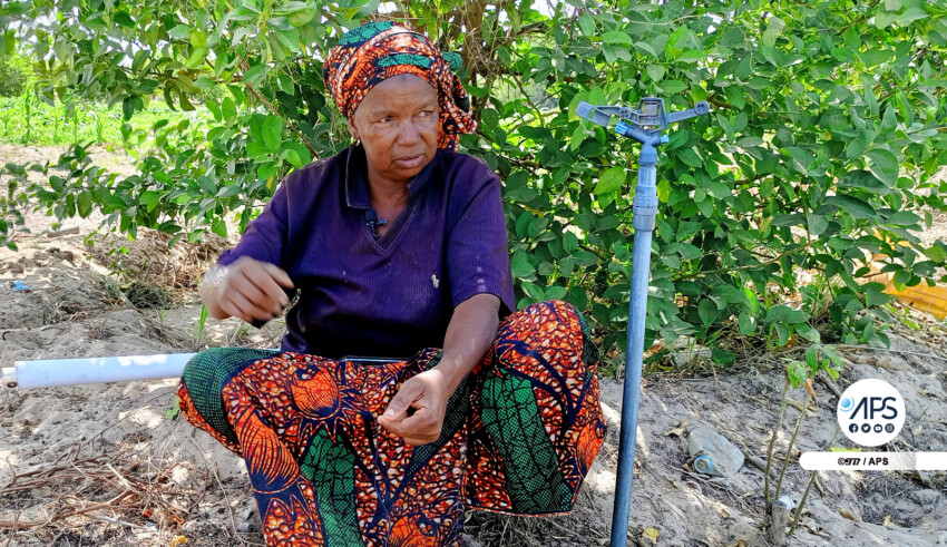 BINETA BA, UNE FIGURE INSPIRANTE DU MARAICHAGE AU FEMININ | SenePlus